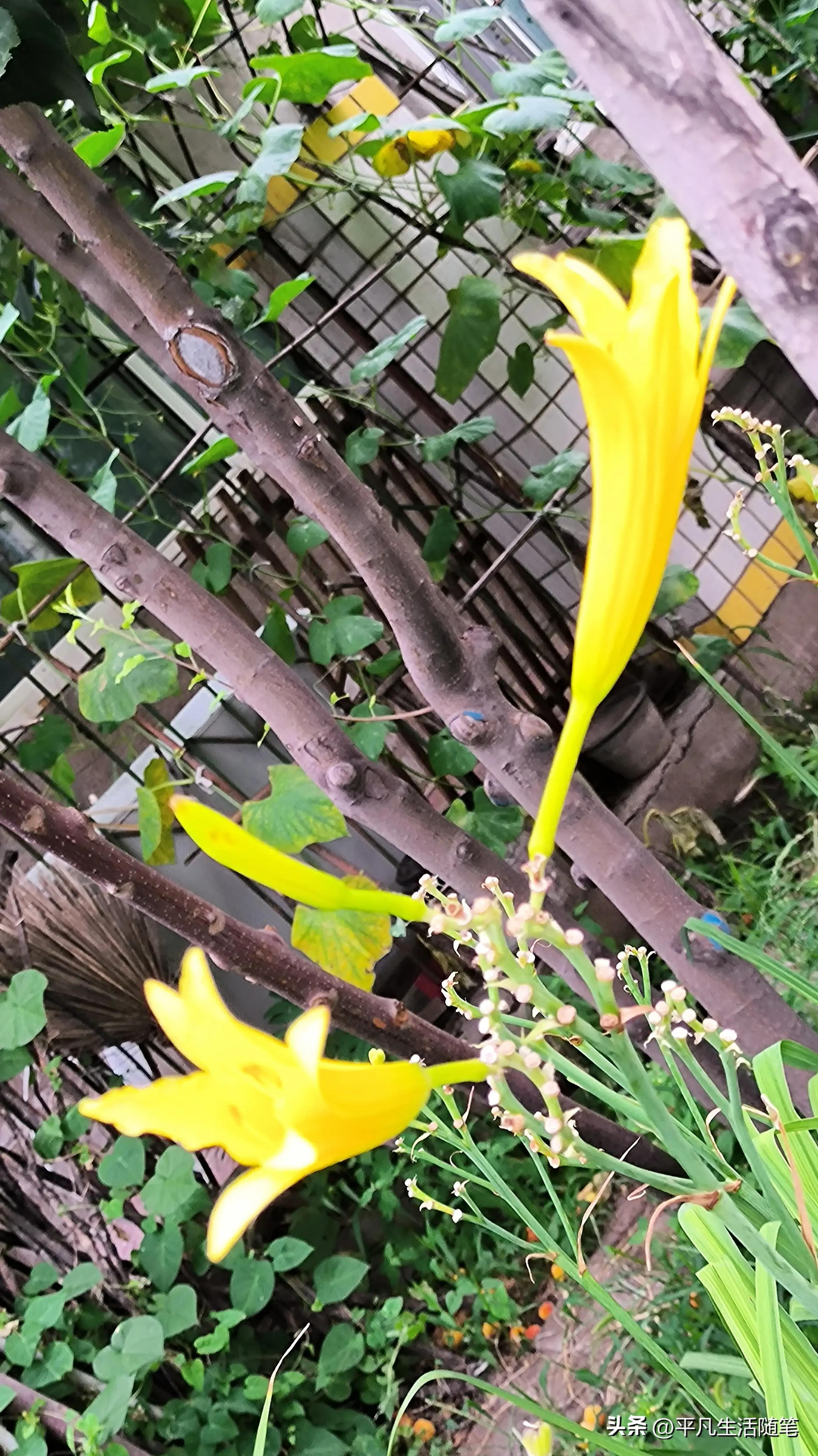 The appearance of golden needles in its childhood - iNEWS