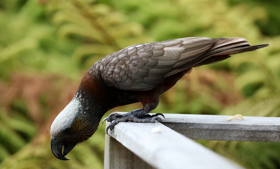 The funniest parrot in the world, who was too fat to fly, is now an ...
