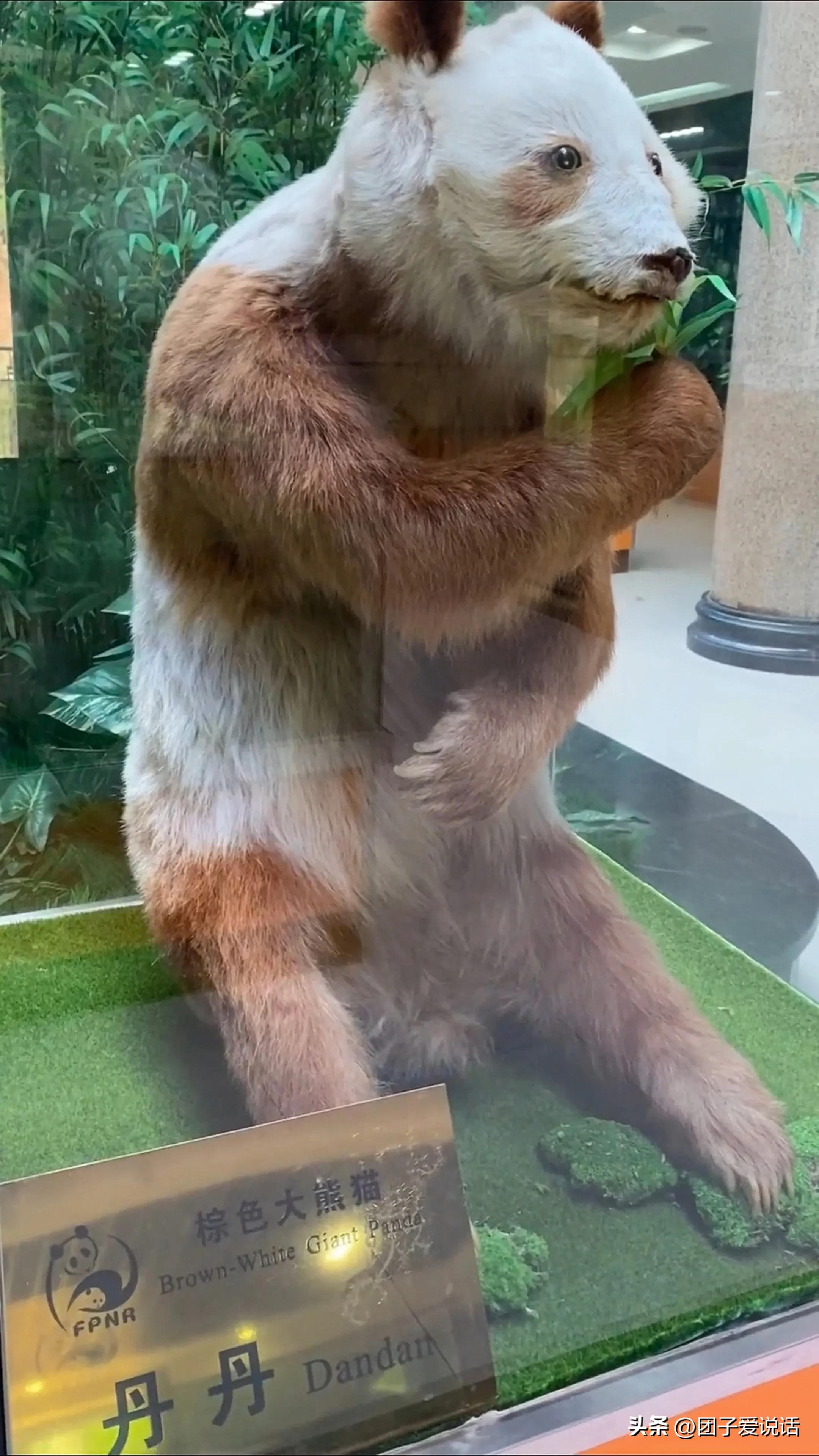 The world's first discovered brown and white giant panda "Dandan" and ...