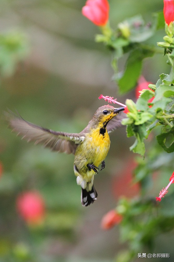 There are no hummingbirds in China, they are China's "hummingbirds ...