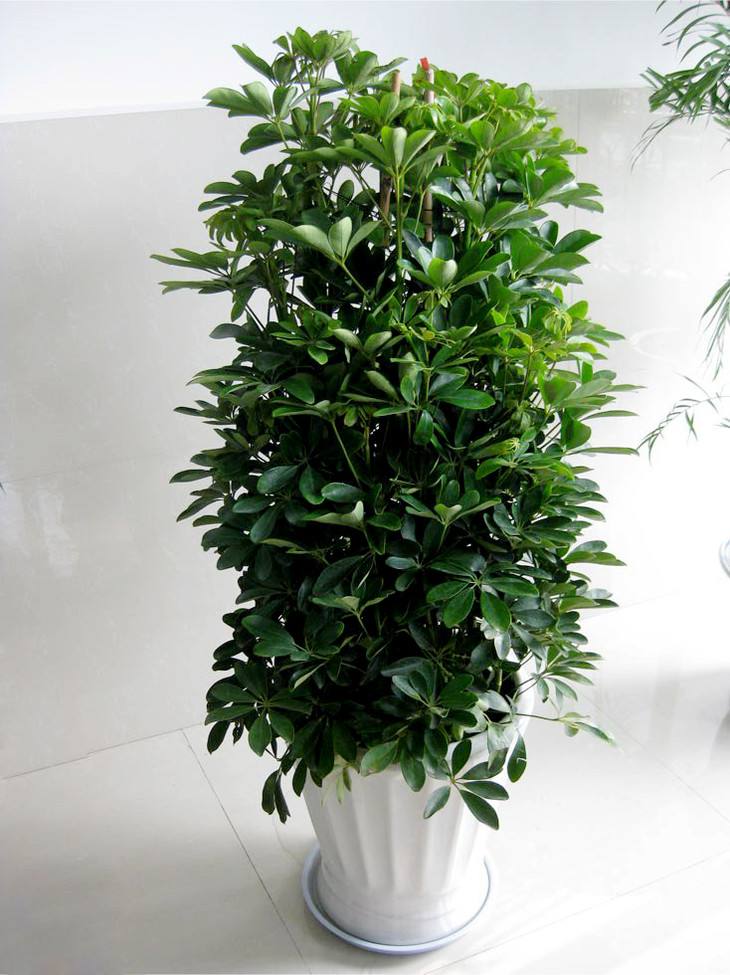 5 kinds of "lucky trees", put up in the living room, the town house is ...