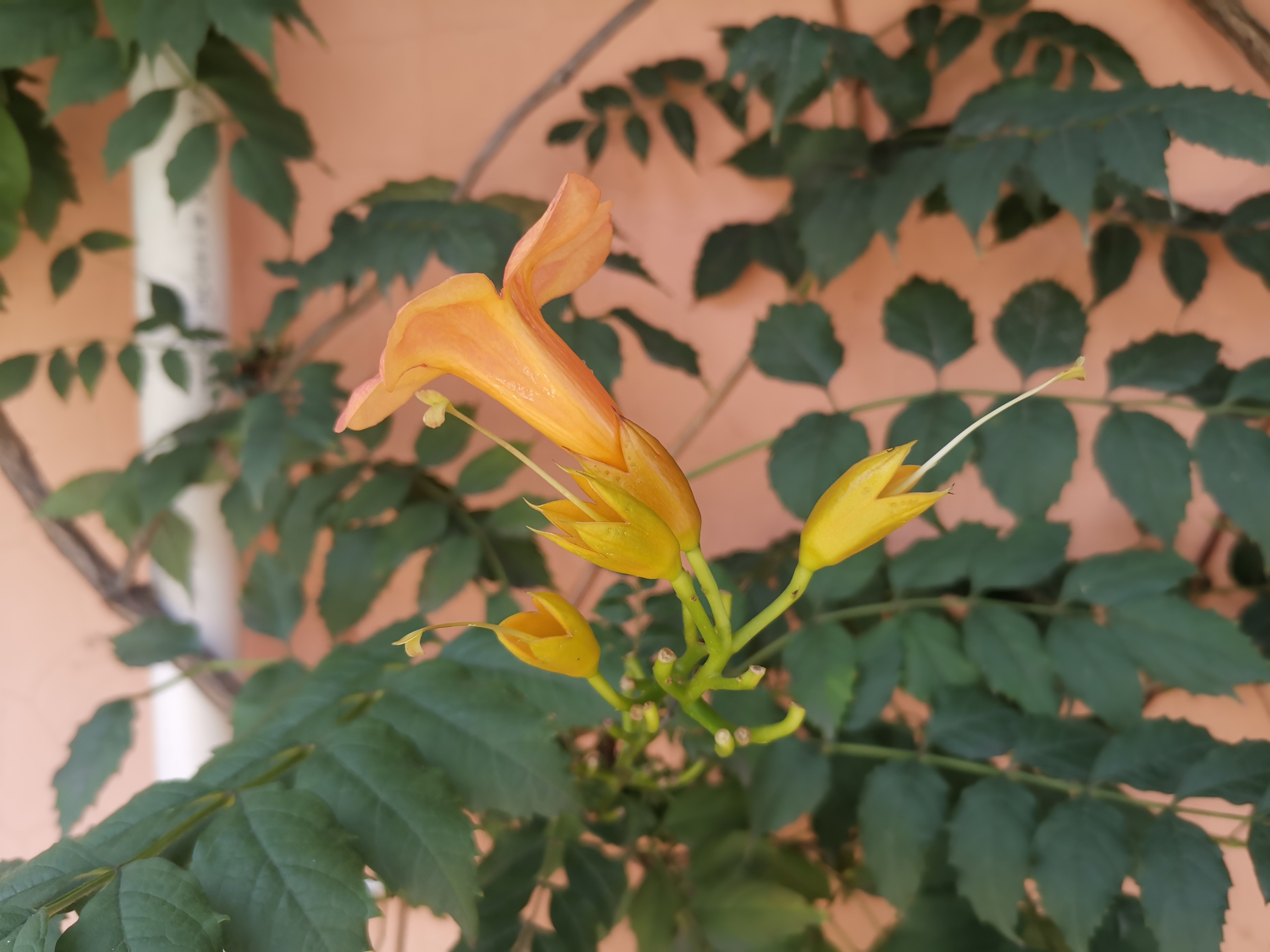 There is a tree named Lingxiao, the root is attached to the body of the ...