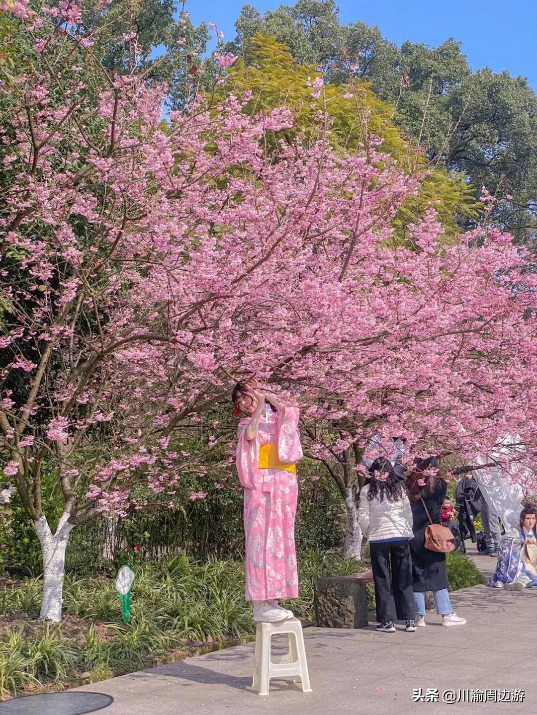 The first wave of cherry blossoms in Chongqing has bloomed. Now is the ...