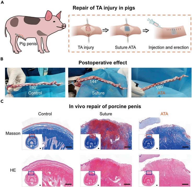 Bionic penis: Scientists give boar 'male power' back - iNEWS
