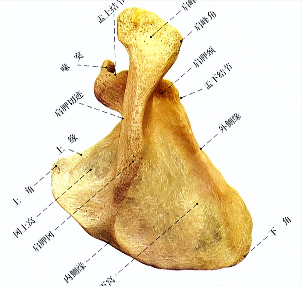 Where is the "Pipa bone"?Why do people lose their pipa bones if they ...