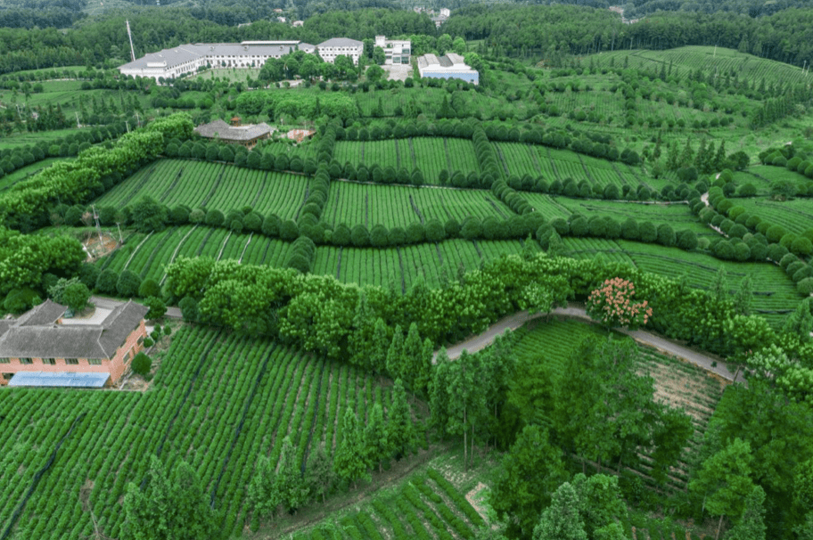 Wandering around the ten thousand acres of tea sea in Zunyi, the tea is ...
