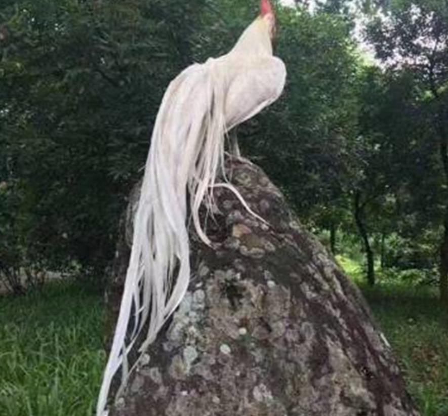 The chicken with the "longest tail" in the world is 12.5 meters long ...