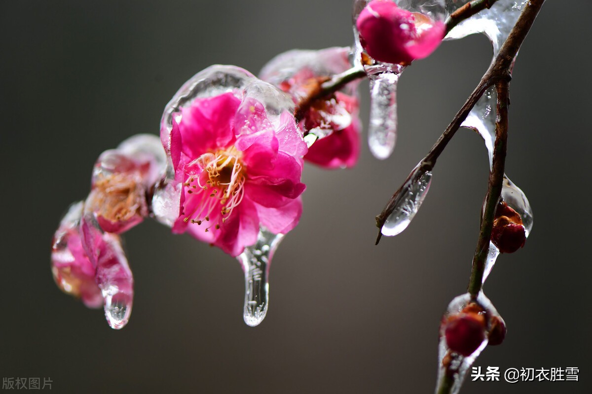 Five ancient poems on the twenty-four solar terms: Great cold should be ...