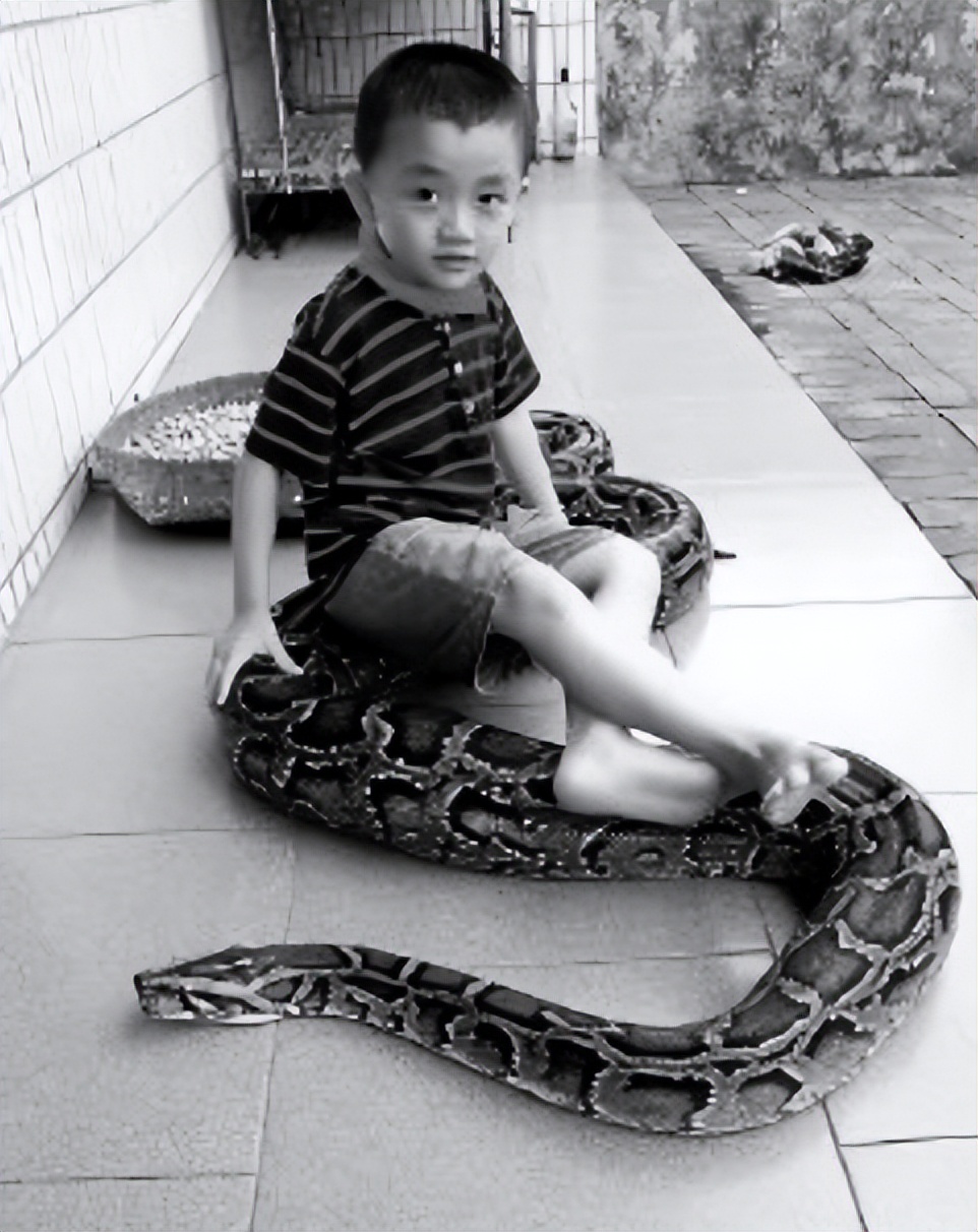 Man saves a critically ill snake, grows up to a hundred pounds of giant ...