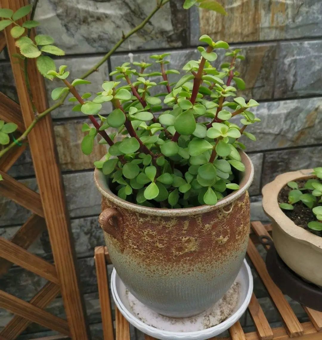 Raise golden branches and jade leaves in April, play some "small tricks ...