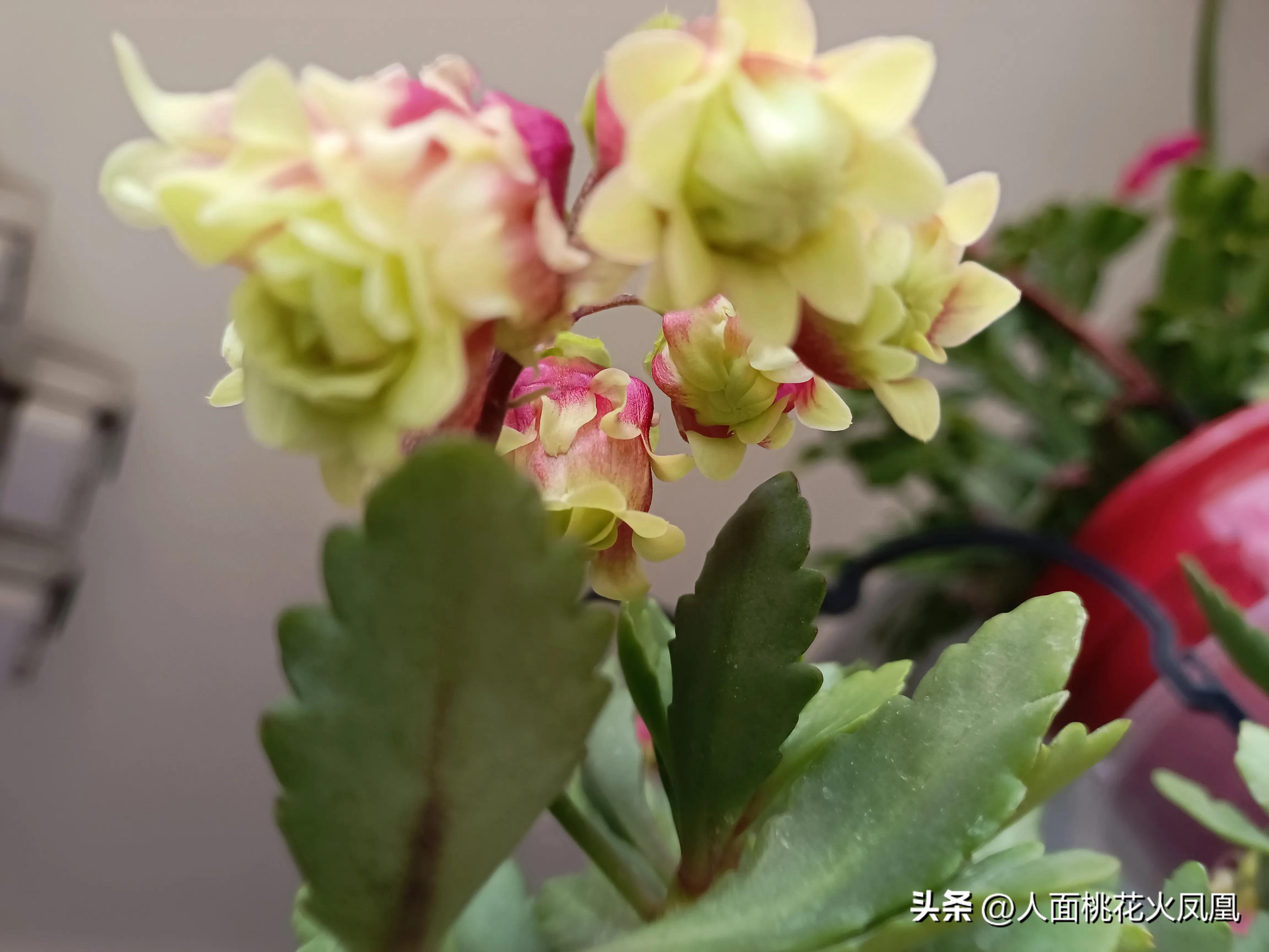 The longevity flower of the palace lantern finally bloomed, what is ...