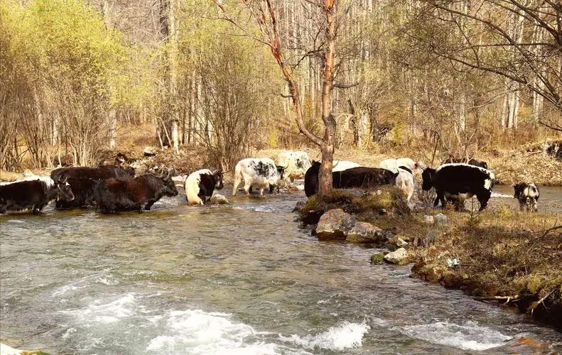 Types and genetic diversity of yaks on high-altitude pastures in ...