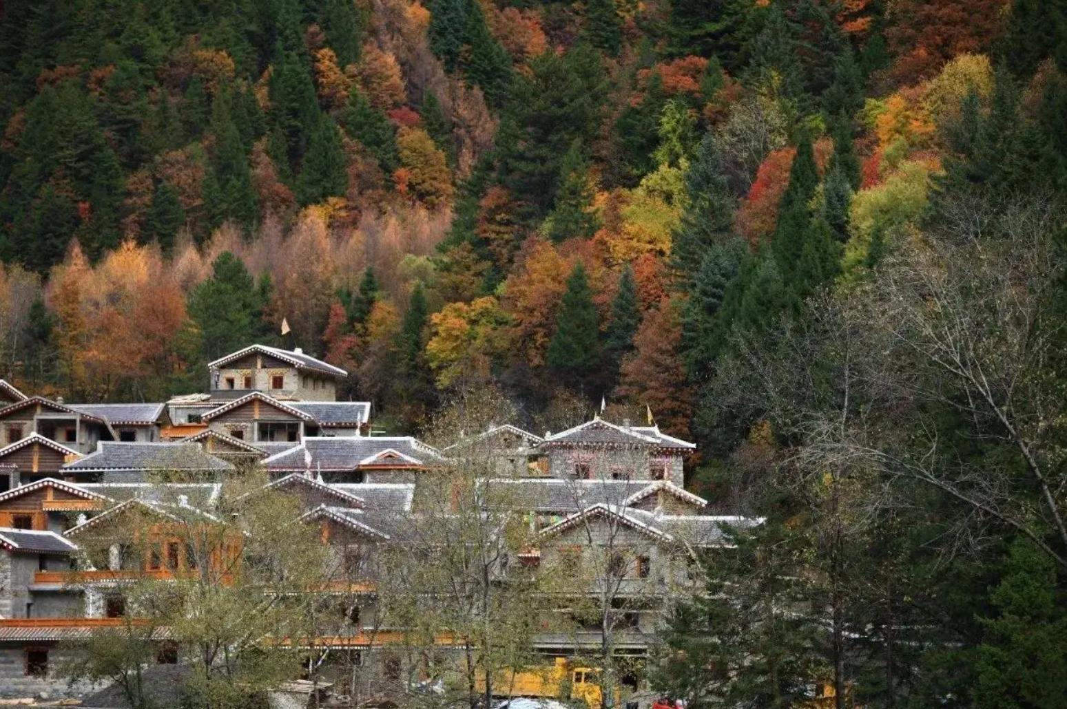 Admiring the red leaves in late autumn in Chengdu: calcified land, dyed ...