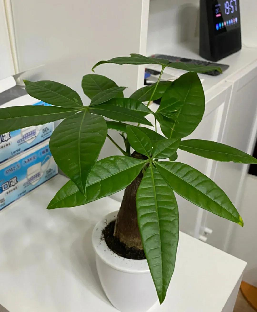 It is very simple to maintain the rich tree, just do these 7 points ...