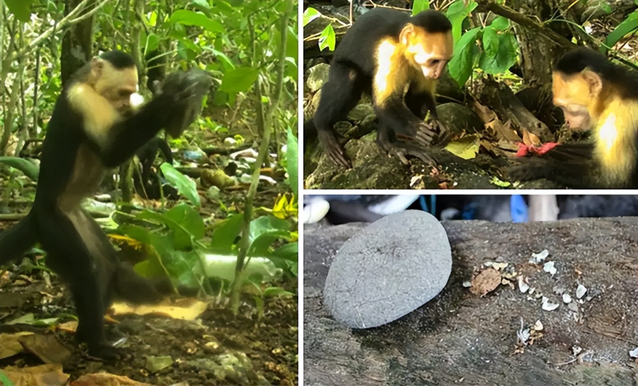 Panama monkeys have entered the Stone Age, will they threaten humans in the future? - iNEWS