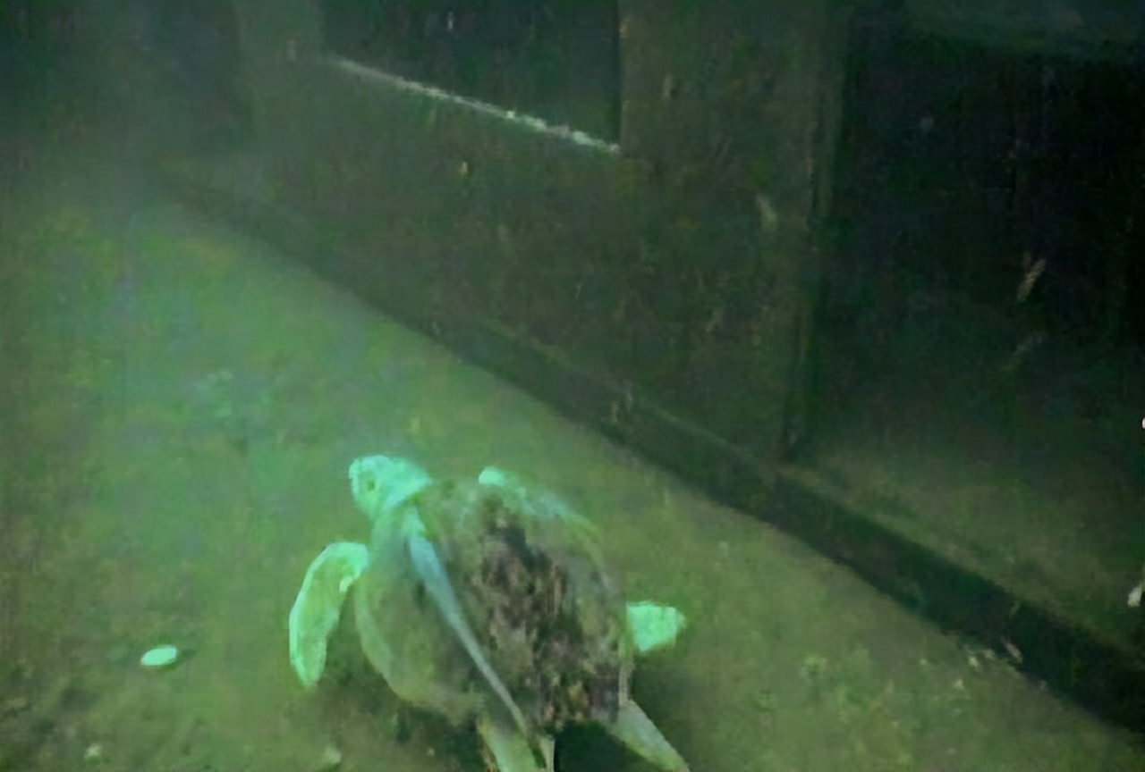 Turtles for help! Barnacles can be so scary! - iMedia