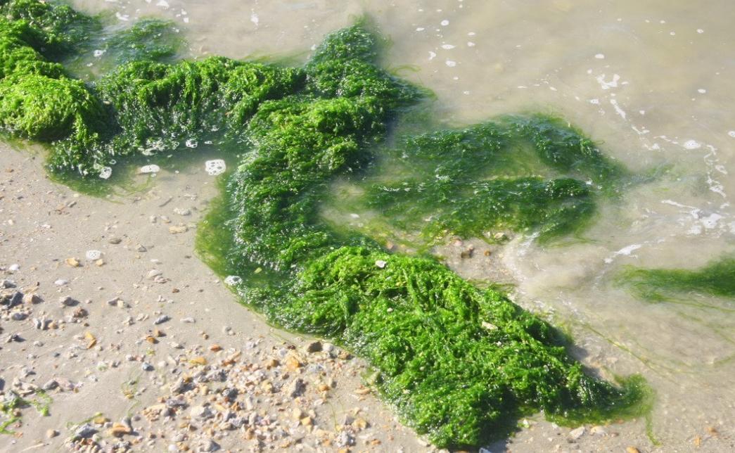 Seaweed, This Superfood Can Make You Live Longer, Happier, and More Fun ...