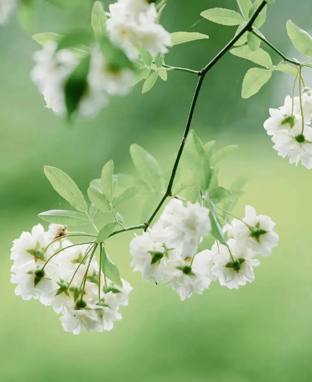 Prose: Late Spring, A Quiet Landscape - iNEWS