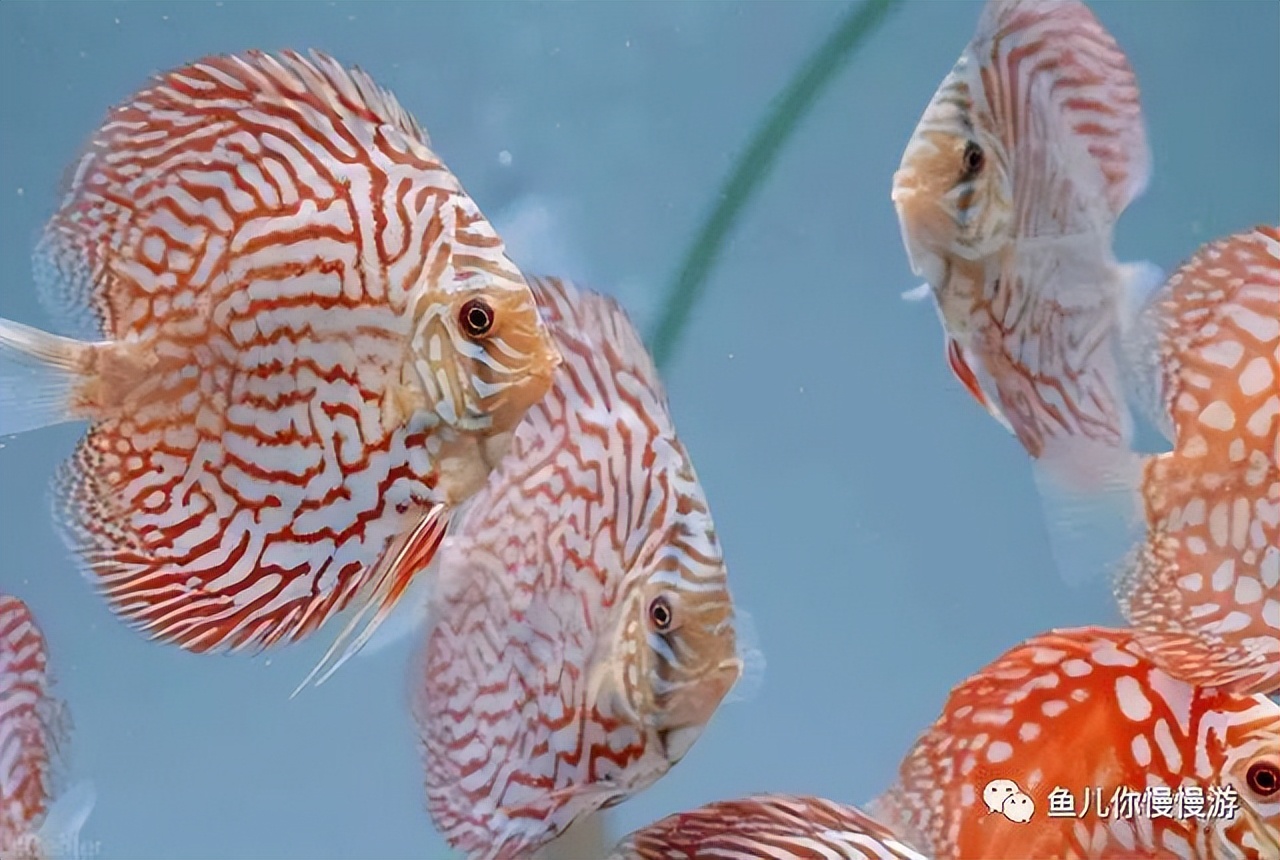 sea angel mollusk - iNEWS