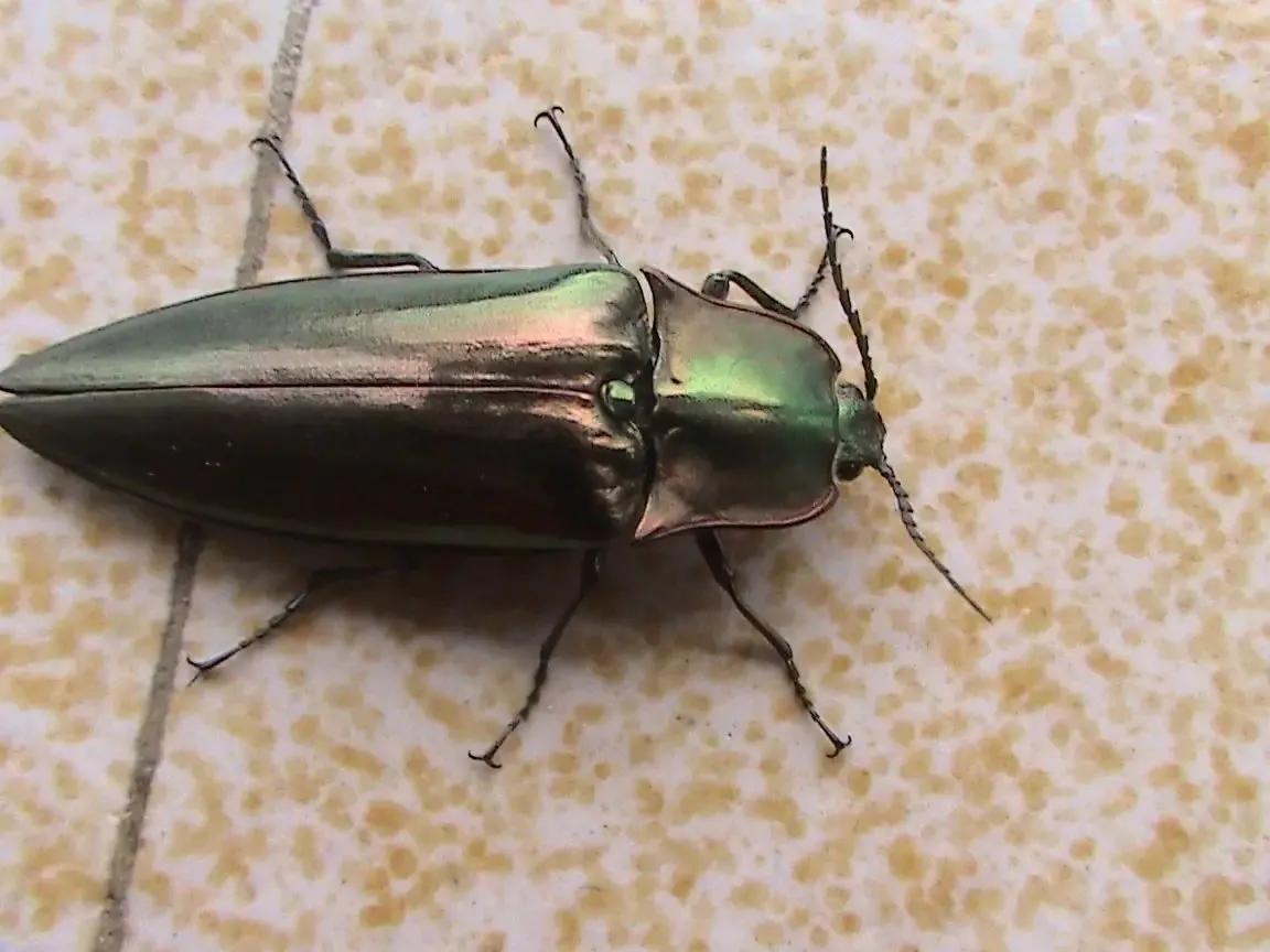 Childhood memory click bug - iNEWS