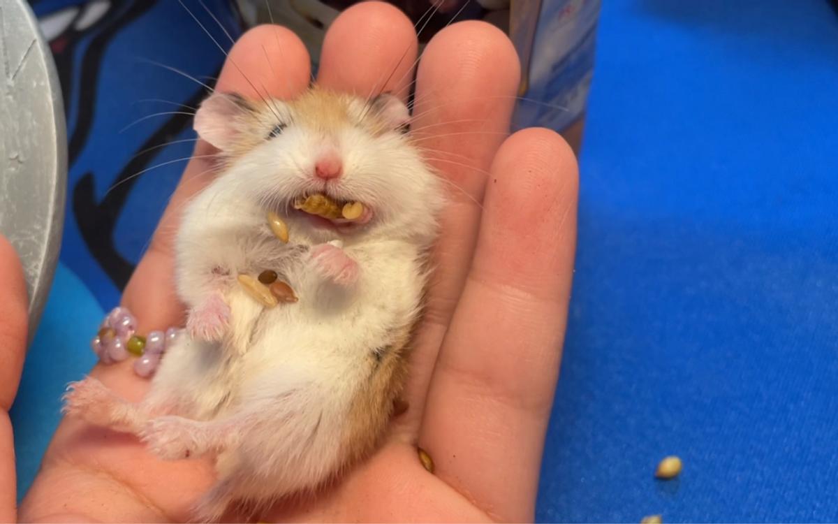 Do you know who the "old-fashioned" dwarf mouse is? - iNEWS