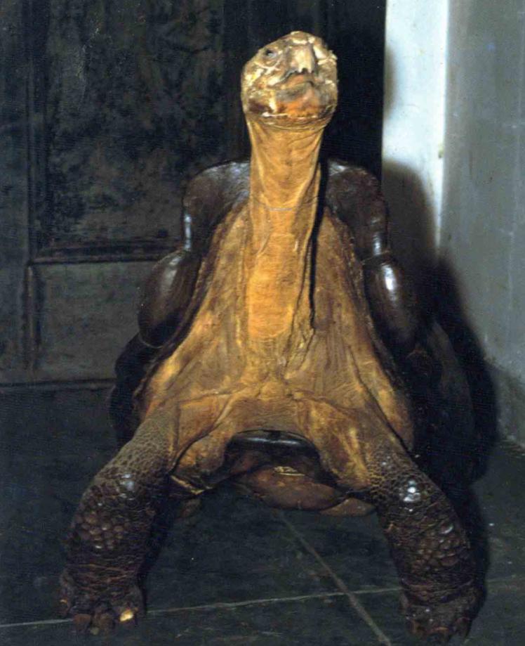 Extinct for more than 100 years, "magic giant tortoise" reappears on ...