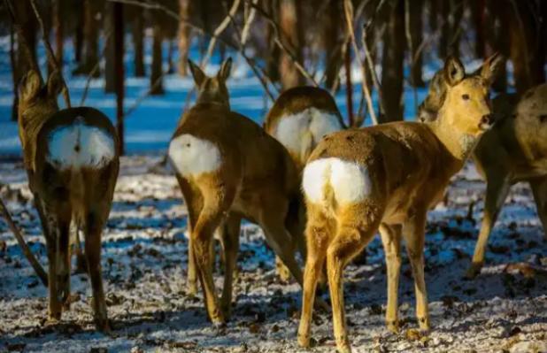 As the first "divine beast" in the Northeast, how stupid is the silly ...