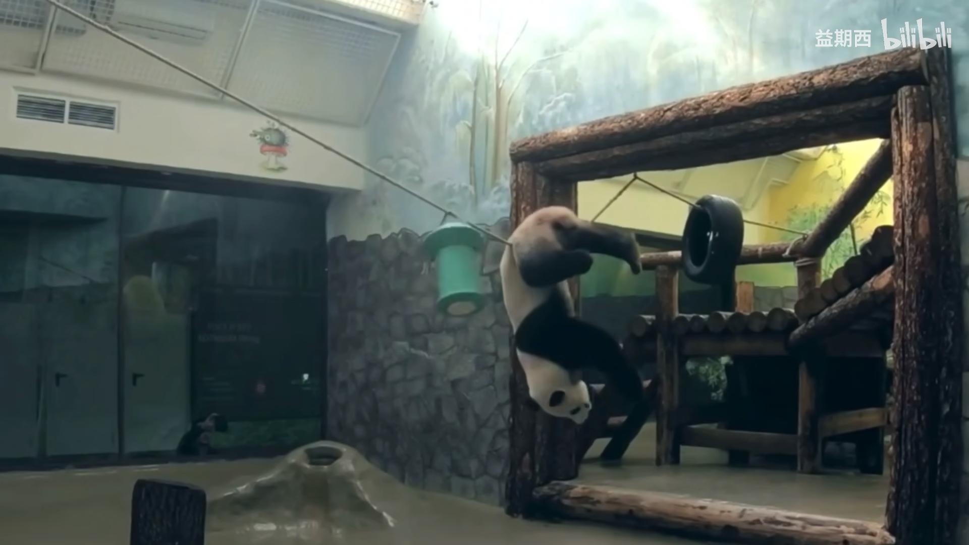 Take stock of the fighting power of giant pandas after going abroad ...