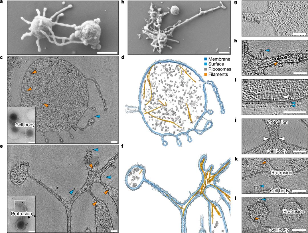 Stable and highly abundant Asgardian archaea cultured in the lab for ...