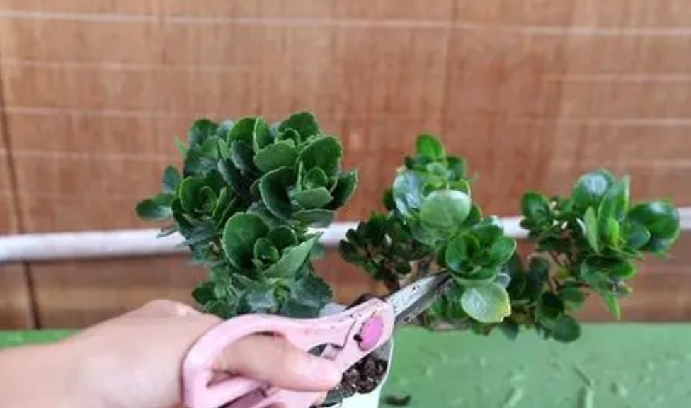 Raise longevity flowers, and cut them quickly before September. Cutting ...