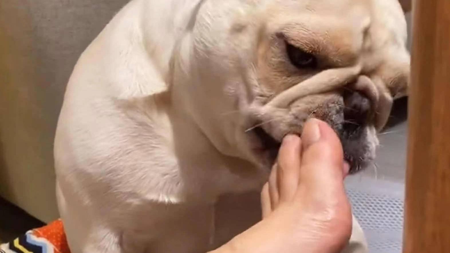 Dog apologizes in this way, can you accept it? - iNEWS