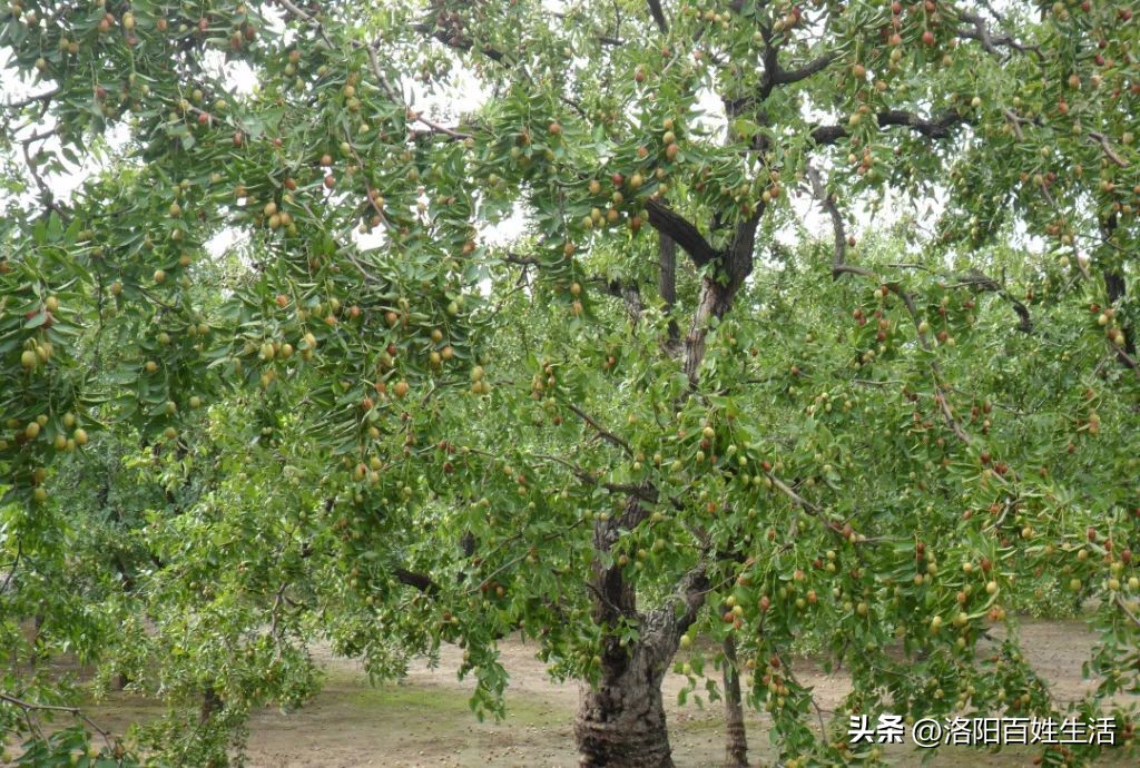 A jujube plant in front of the door does not know how old it is ...
