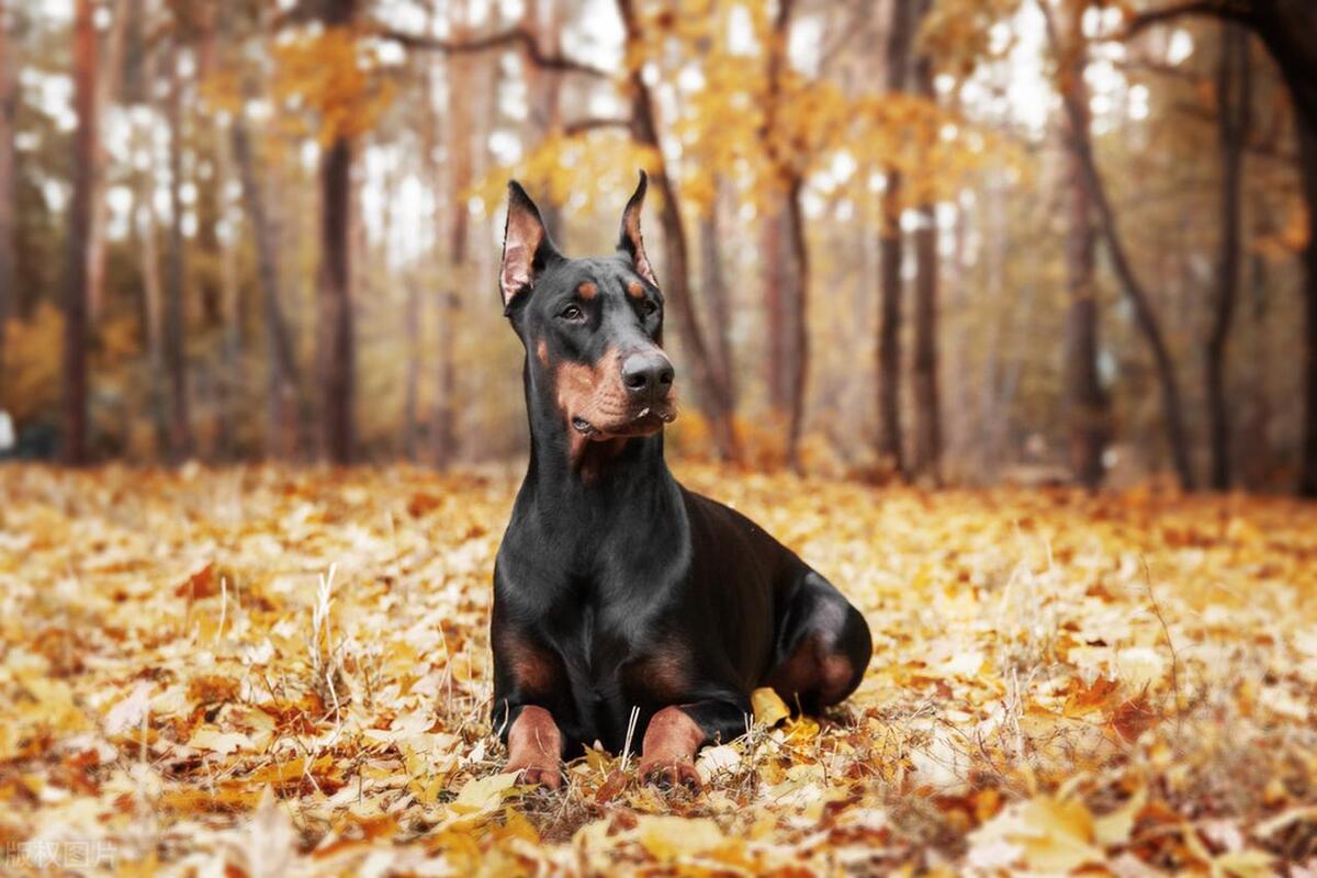 Top 10 dog breeds with high IQ, see if your dog is on the list! - iMedia