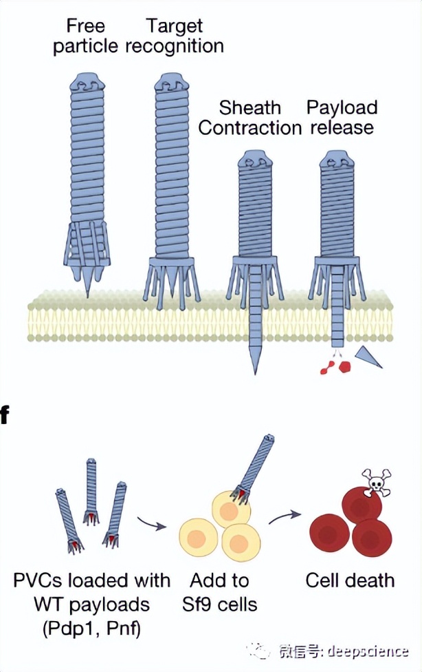 Zhang Feng's team's latest Nature paper: Bacteria can be used as ...