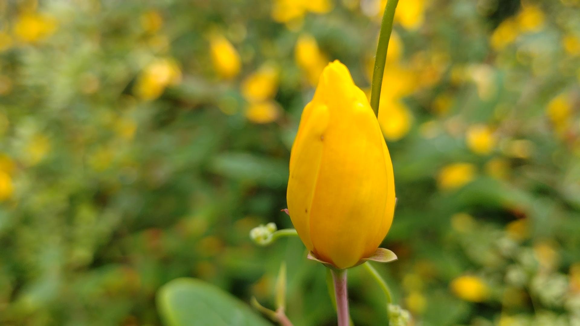 The hypericum blossoms in May are golden and brilliant, making people ...