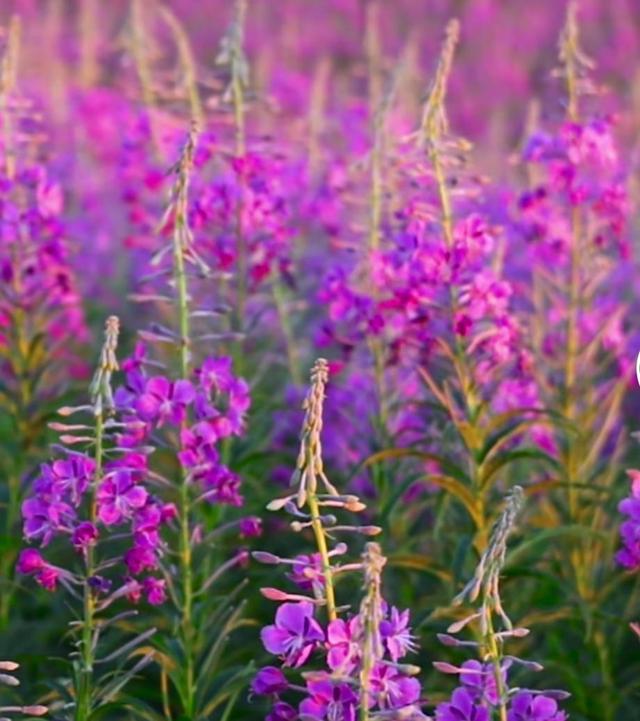 Beautiful and romantic, the purple flower sea is dreamy and charming ...