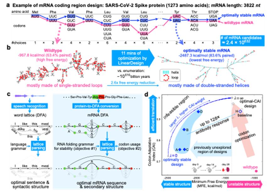 Immunogenicity enhanced by 128 times, Baidu mRNA vaccine optimization algorithm listed on Nature ...
