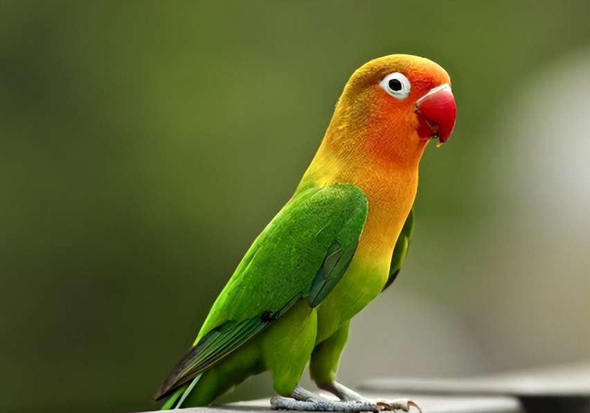 Fei's Peony Parrot: A Story of Natural Beauty and Human Coexistence ...
