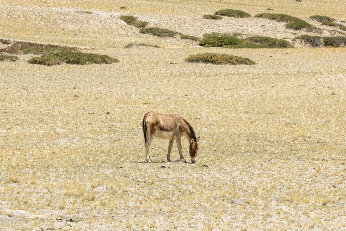 Dao Lang is destined to become a classic because his songs stand with ...