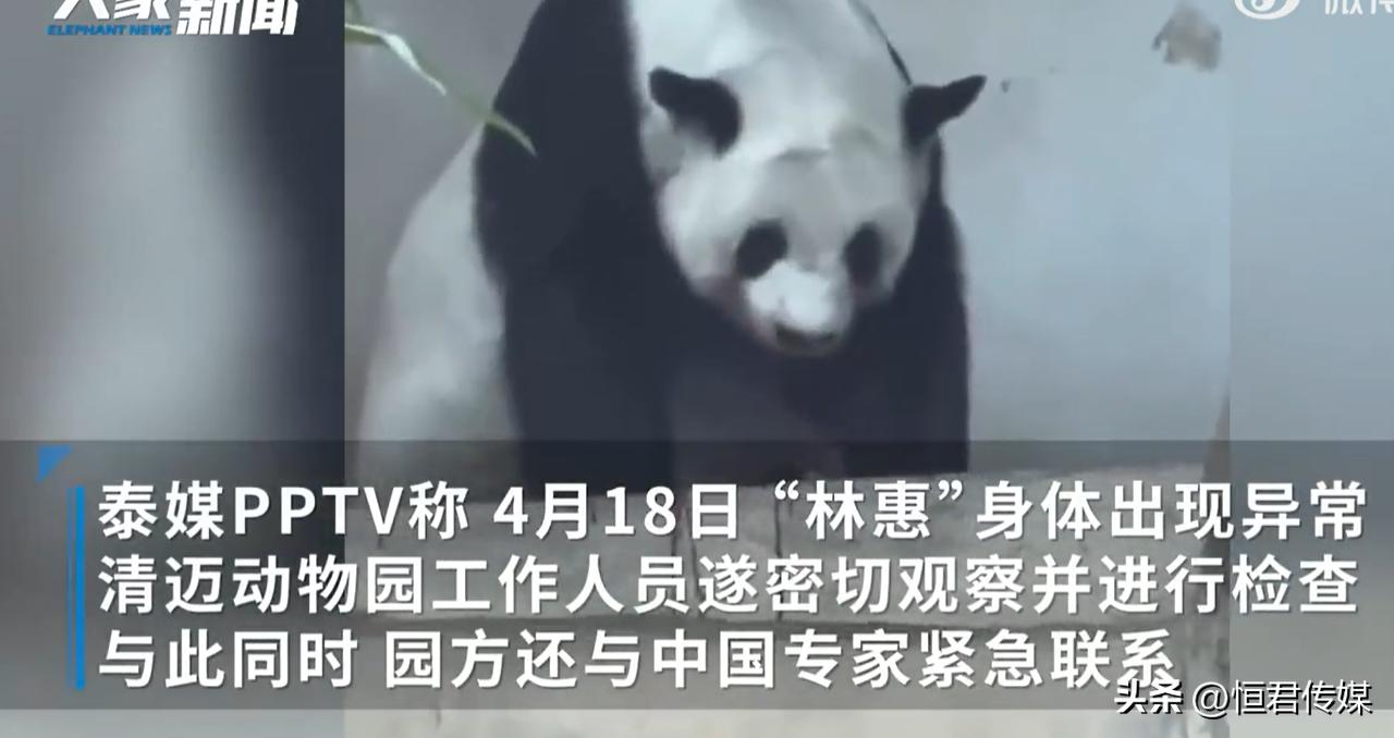 The 21-year-old giant panda Lin Hui in Thailand passed away, and the ...
