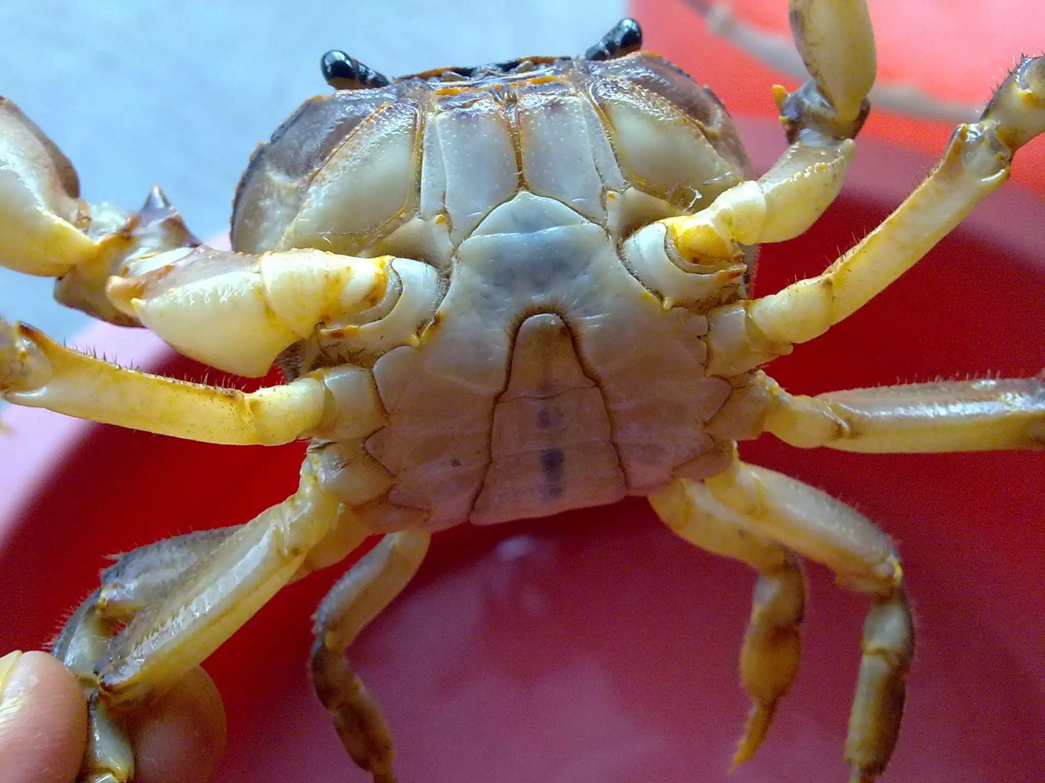 Tips for choosing crabs: how to choose fat and attractive crabs - iNEWS