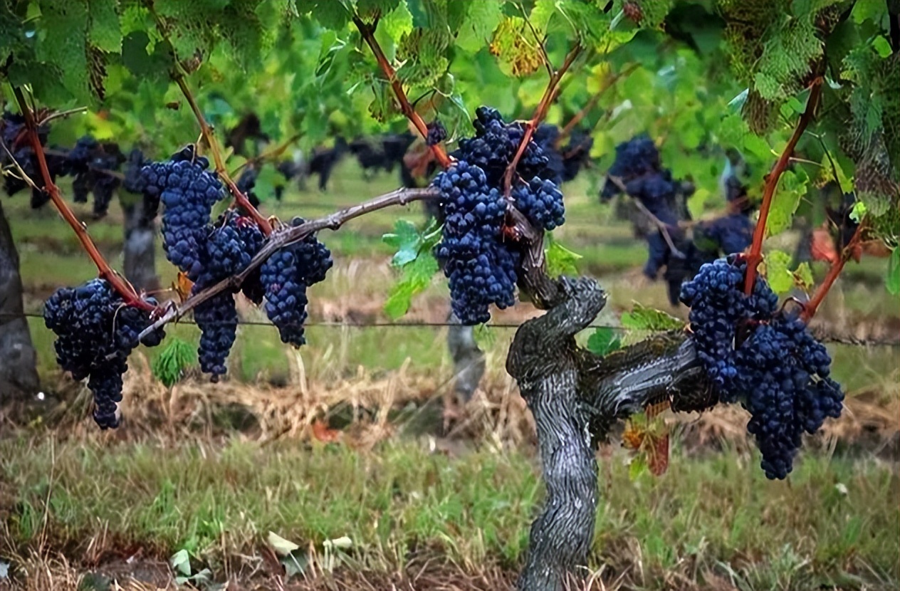 What is the unique charm of the world-renowned fine wines, Georgian ...