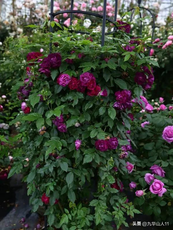 List of Common Sirius Rose Varieties (4) - iMedia