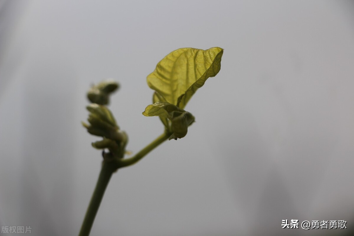 Daochang Wuwei (Thirty-seven) - iNEWS