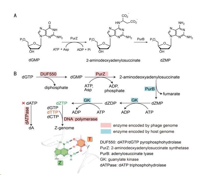 Exploring the role and significance of fusion plant FAD synthase and ...