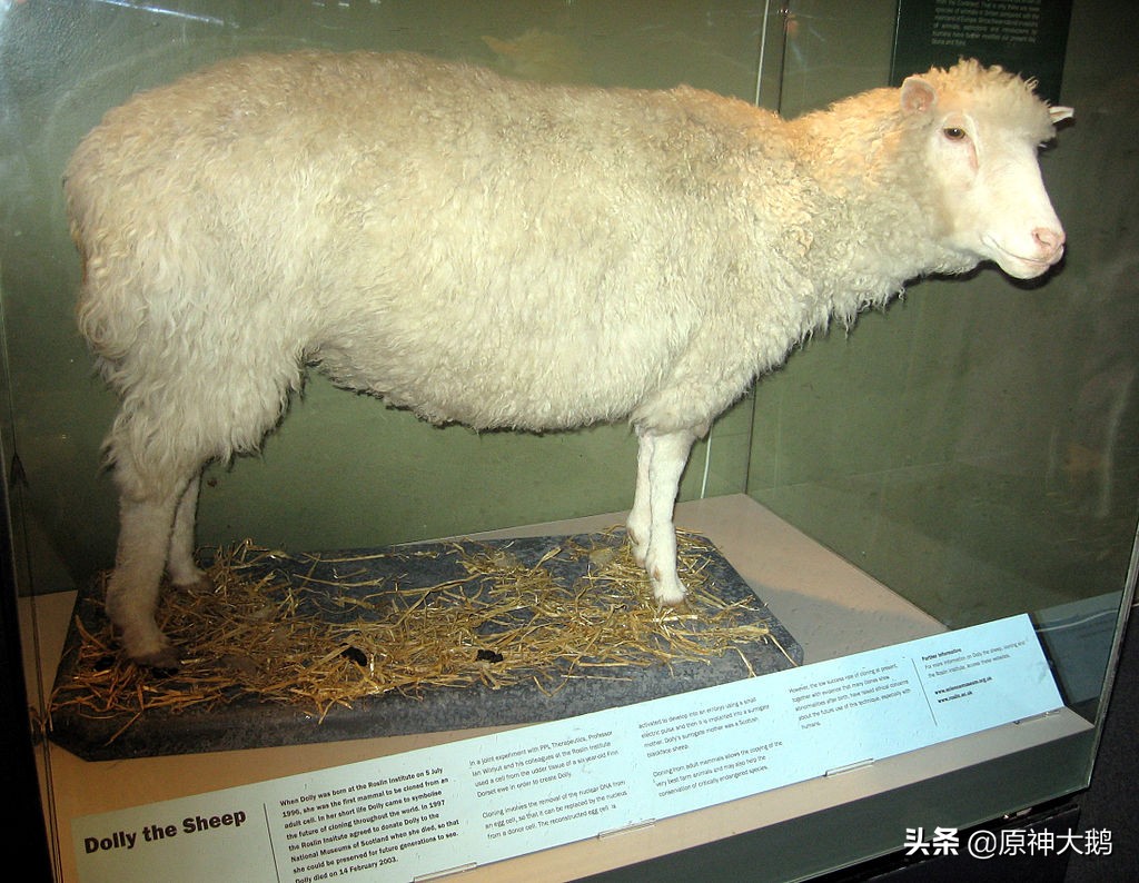 Dudu bird DNA sequence was successfully obtained by biologists, and it ...