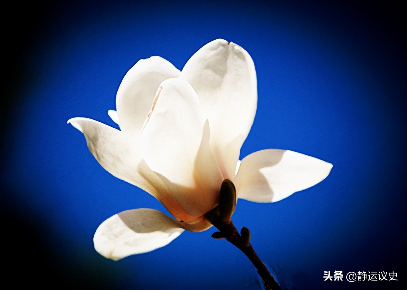 A Brief Analysis of Magnolia: The History and Charm of an Elegant ...