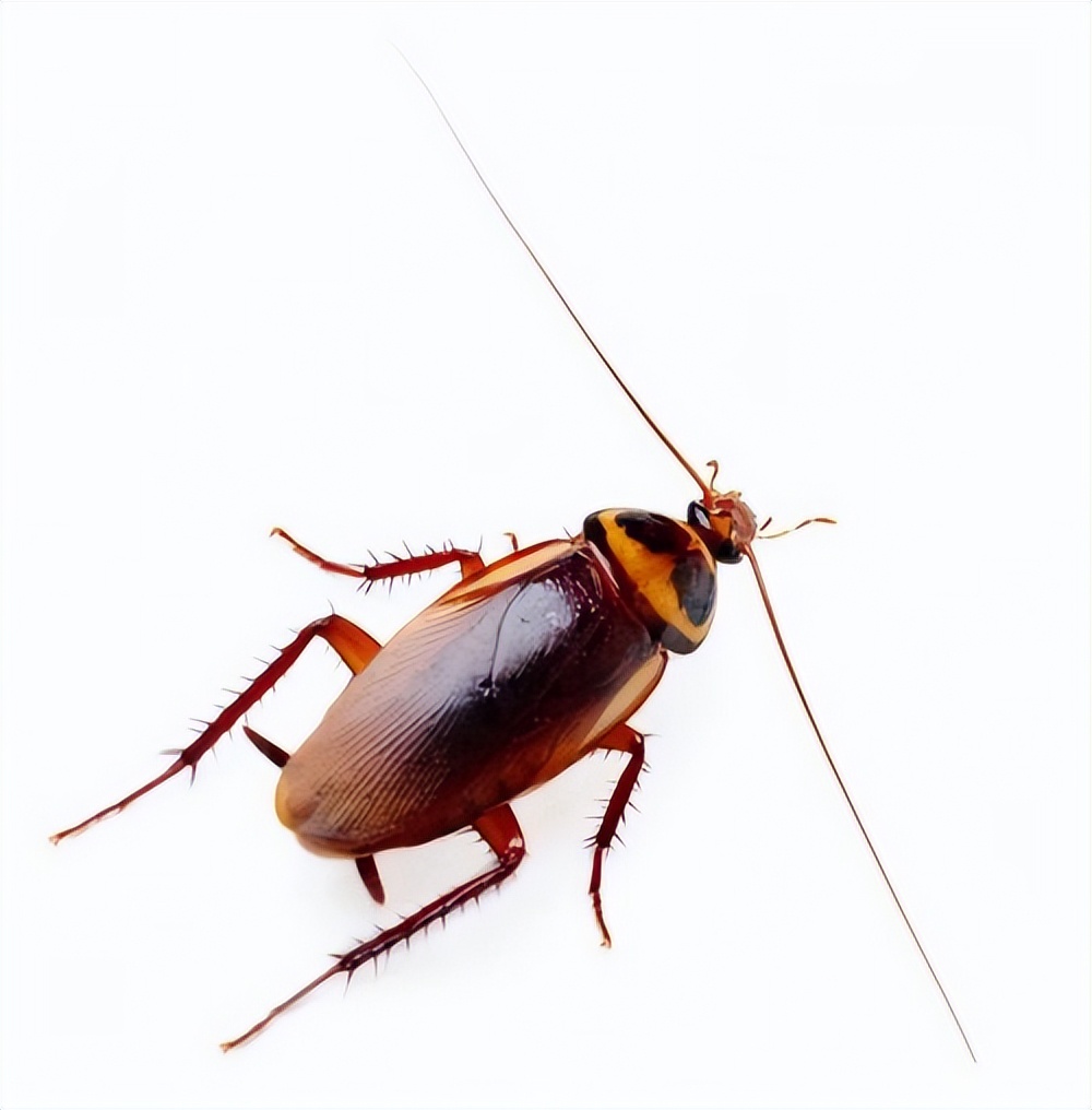 It's the season of cockroach breeding again, how should we get rid of ...