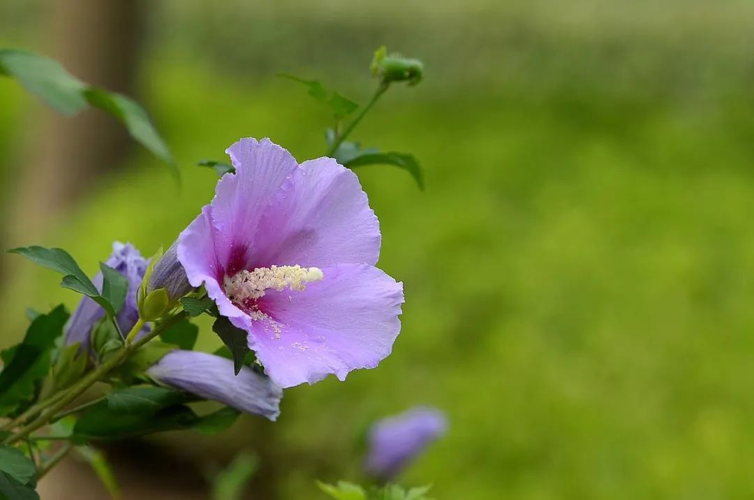 A common herbal medicine, the flower can cure night sweats, the root ...