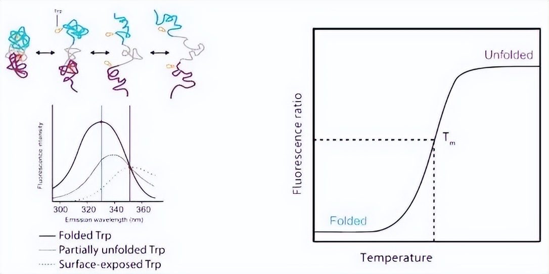 Understanding Differential Scanning Fluorescence (DSF) - iNEWS